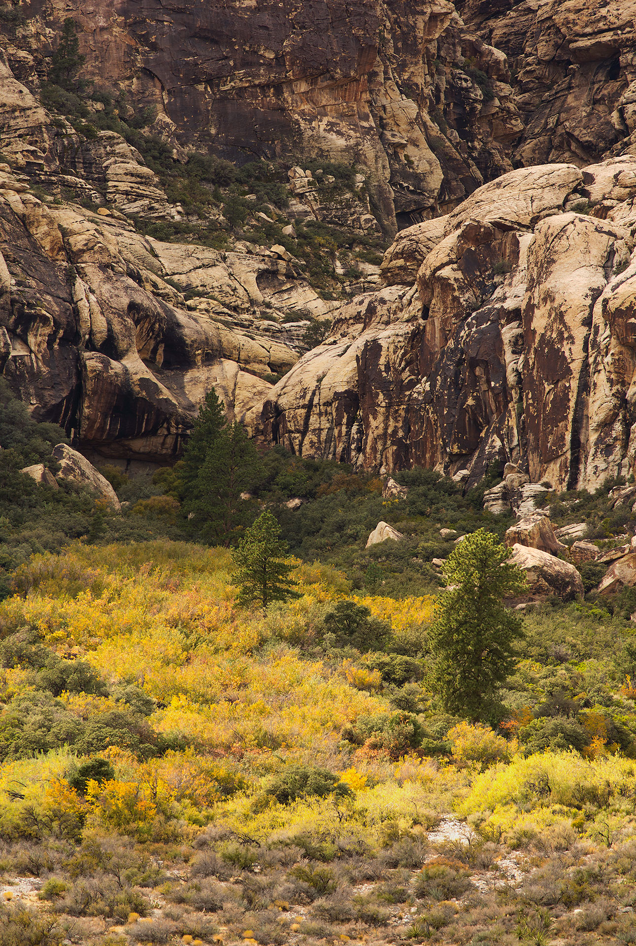 Mojave & Sonoran Desert - Funk Rabbit, Ink